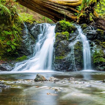 Withered Tree Waterfall 2022 Forest Creek - KDE Store