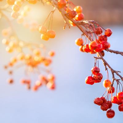 Sweet Red Fruit Winter Sunlight Closeup - addons.videolan.org