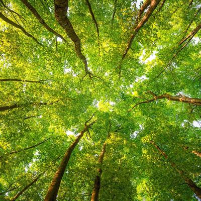 Trees Sunlight Leaves - KDE Store