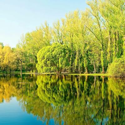 Forest summer sunshine trees lake reflection - KDE Store