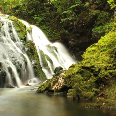 Spring green forest river moss - KDE Store