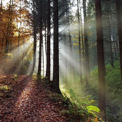 Sunshine in the forest - KDE Store