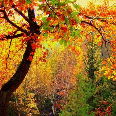 Autumn forest trees - KDE Store