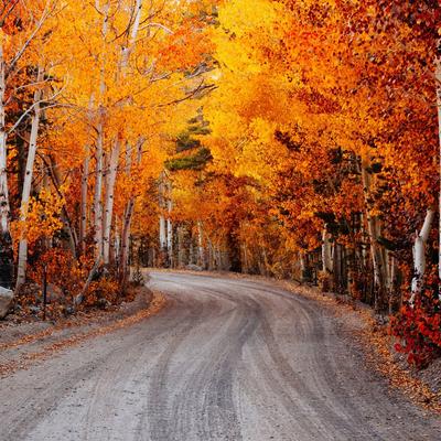 Autumn forest california - KDE Store