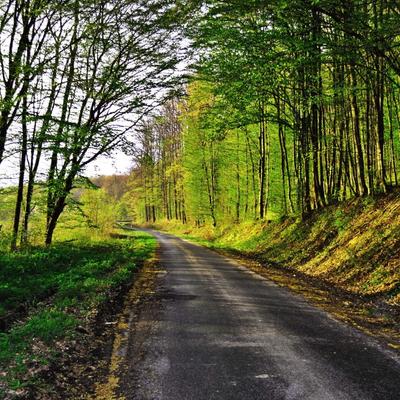 forest road - KDE Store