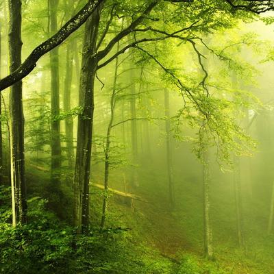 beautiful green forest - KDE Store