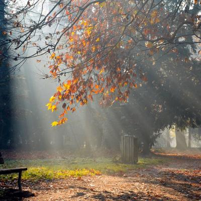 Sunshine through Forest - KDE Store