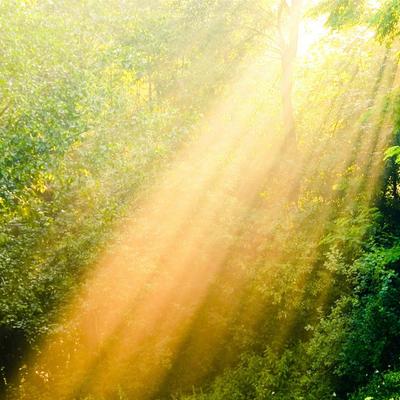 Sunshine forest - KDE Store