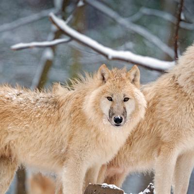 Arctic Wolf Canada - KDE Store