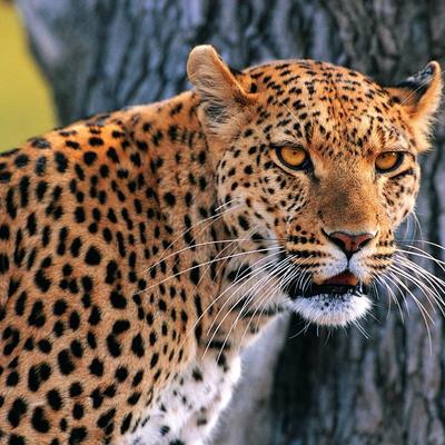 leopard looking bark wood - KDE Store