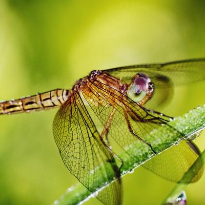 dragonfly - KDE Store