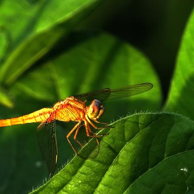 dragonfly - KDE Store