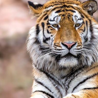Tiger wild macro - KDE Store