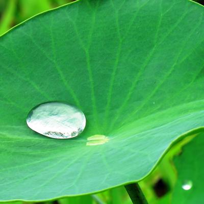 Green Lotus leaf Water drops - KDE Store