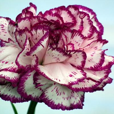 Dahlia Bud Petals Macro - KDE Store