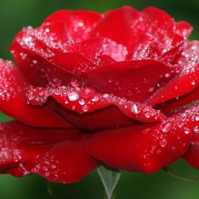 Red Rose Flower Wide - KDE Store