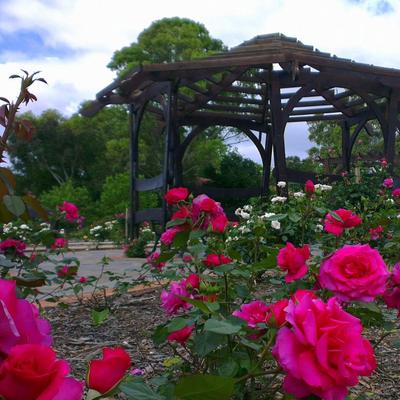 Willunga Rose Garden - KDE Store