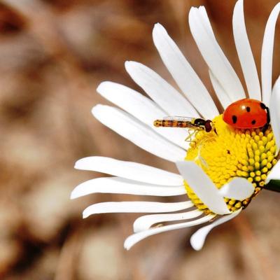 Daisy Bee Ladybug - KDE Store