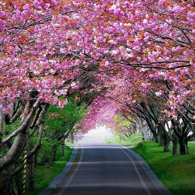 Pink Cherry Blossoms Tree Tunnel Wallpaper - KDE Store