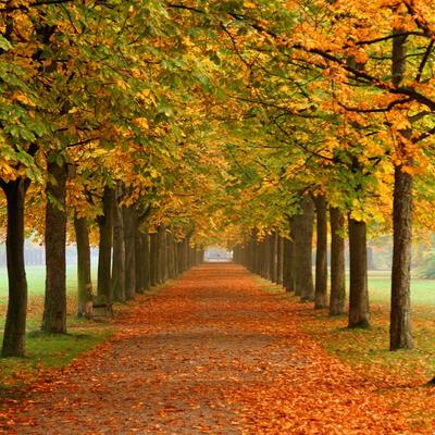 Fall Nature Wallpaper Autumn Leaves - KDE Store