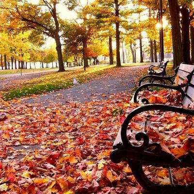Falling Autumn Leaves Hd Wallpaper - KDE Store