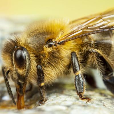 Insect European Honey Bee Honey Scientific Name Of Bee Apis - KDE Store