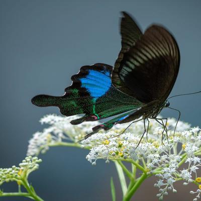 Insect Paris Peacock Scientific Name Papilio Paris Is A Spec - KDE Store