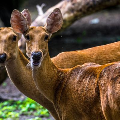 Animal Swamp Deer Scientific Name Rucervus Duvaucelii Indian - KDE Store