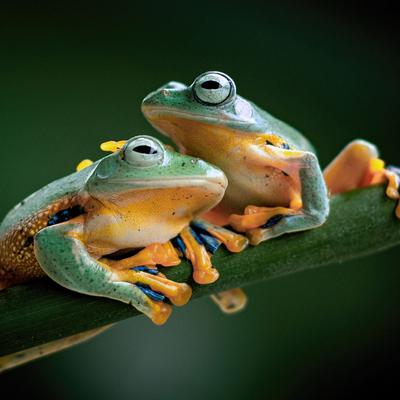 Javan Torrent Frog Huia Masonii Kind Of Endemic Frog In The - KDE Store