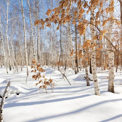 Sunshine Snowy Birch Forest - KDE Store