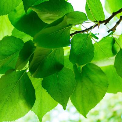 Apricot tree Green Leaves - KDE Store