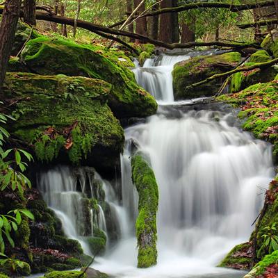 Spring Forest Trees Stream - KDE Store