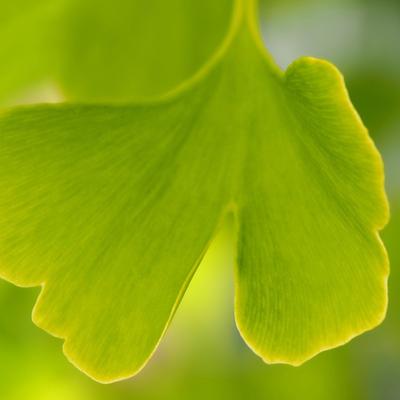 Green Ginkgo leaves Macro Plant - KDE Store