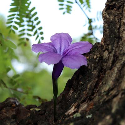 Tamarind Tree Purple Flowers - KDE Store