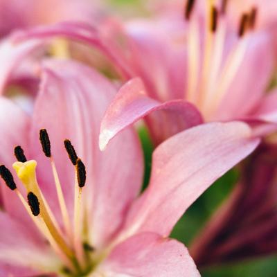 Light pink Lilies flowers - KDE Store