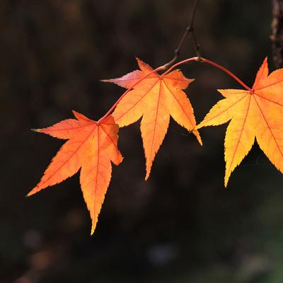 Autumn Red Maple Leaf Macro - KDE Store