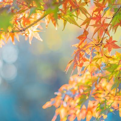 Autumn Maple Leaf Sunshine - KDE Store