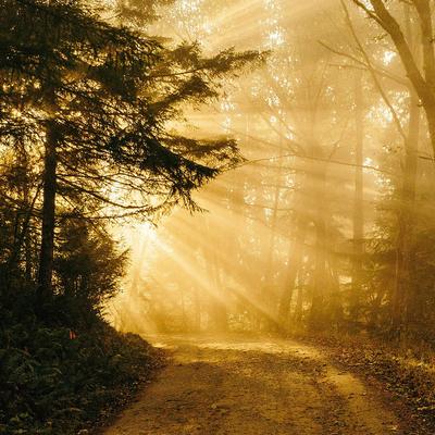 Forest Sunshine - KDE Store