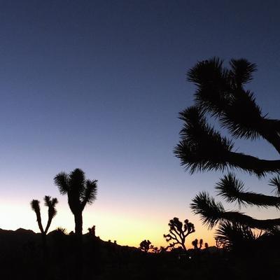 Desert Tree Night - KDE Store