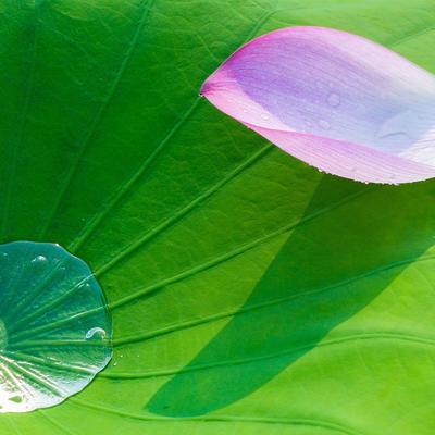 Summer green lotus leaf pink petals water - KDE Store
