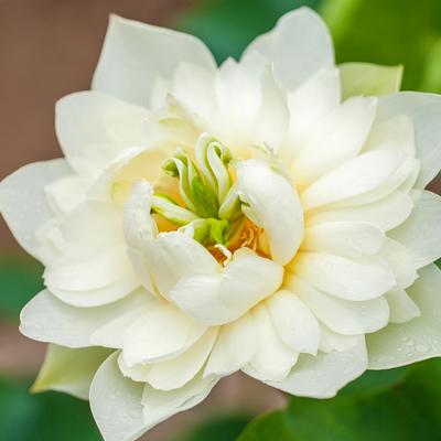 Summer bloom white lotus green leaves - KDE Store
