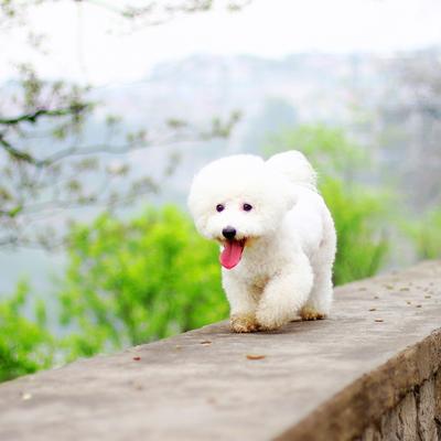 White cute puppy pet outdoor - KDE Store