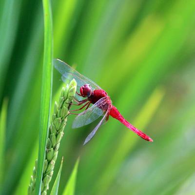 Red Dragonfly Green Rice Bokeh - KDE Store