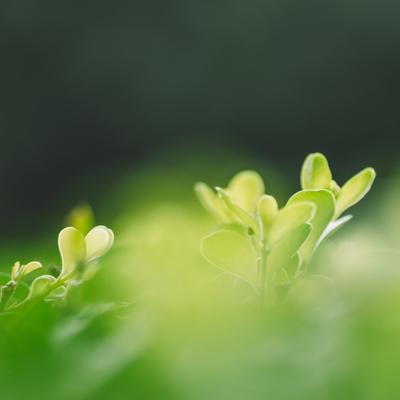 green fresh leaves closeup - KDE Store
