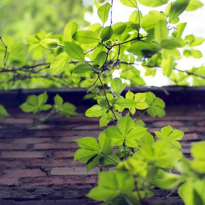 Green plant ivy leaf - KDE Store