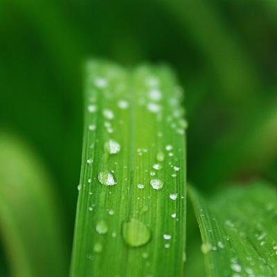 Bright green grass leaf dew water drop - KDE Store