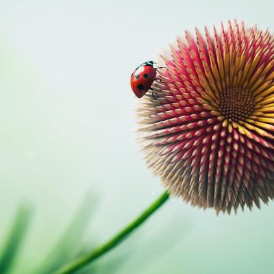 Creative design pencil flower ladybug - KDE Store