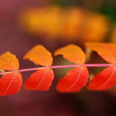Autumn Red Colours Leaves - KDE Store