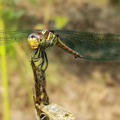 Insect animal dragonfly blurred - KDE Store