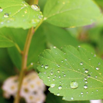 Bright fresh green leaves water drops - KDE Store